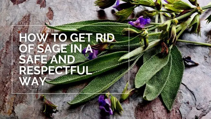 How to Get Rid of Sage in a Safe and Respectful Way