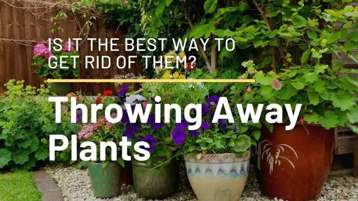 Sustainable Plant Disposal: Alternatives to Throwing Away Your Plants